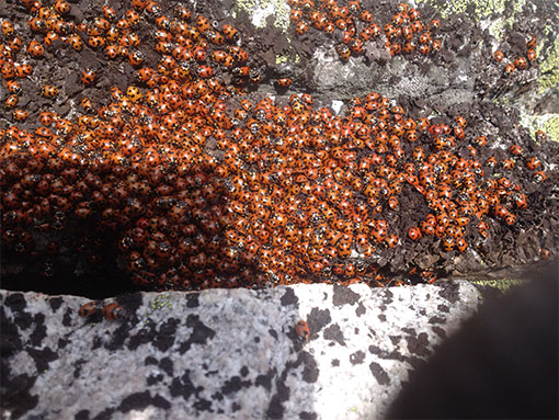 Lady Bug Invasion! | Big White Ski Resort Ltd.