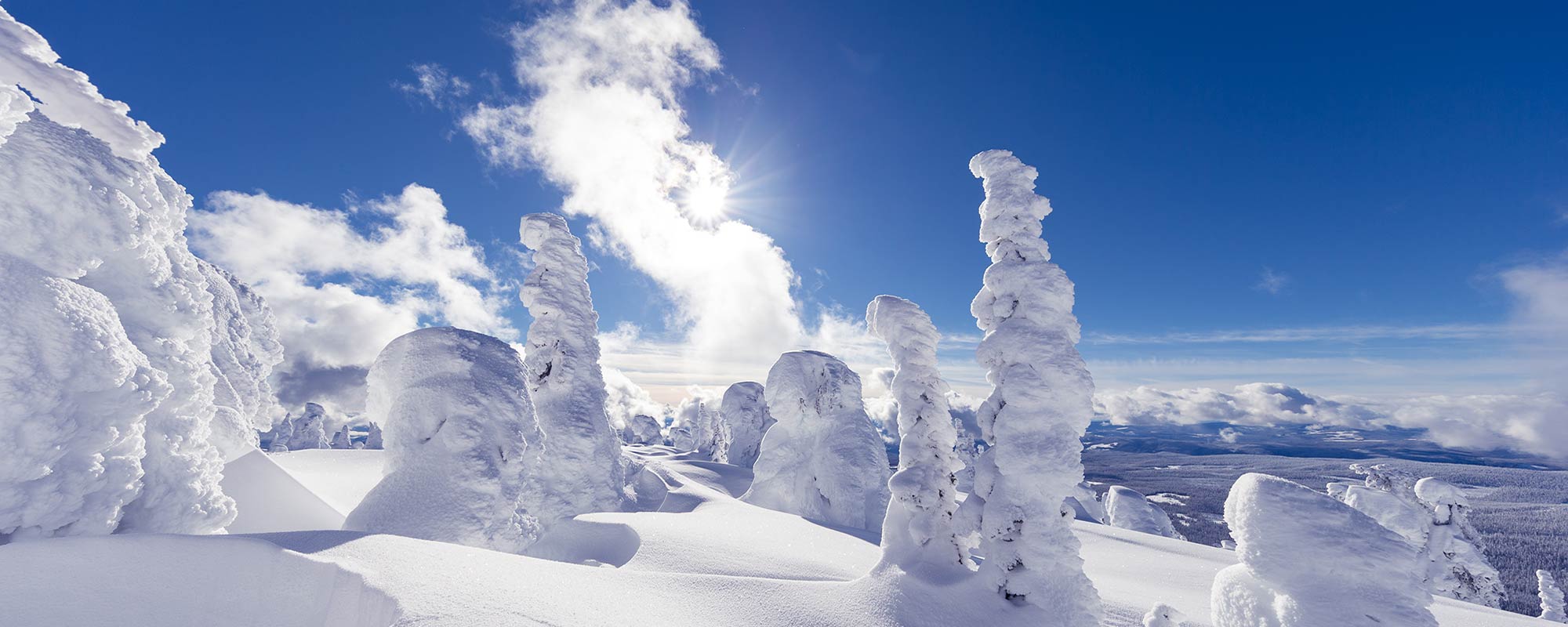 Tree Well Safety – Prevention & Recovery | Big White Ski Resort Ltd.